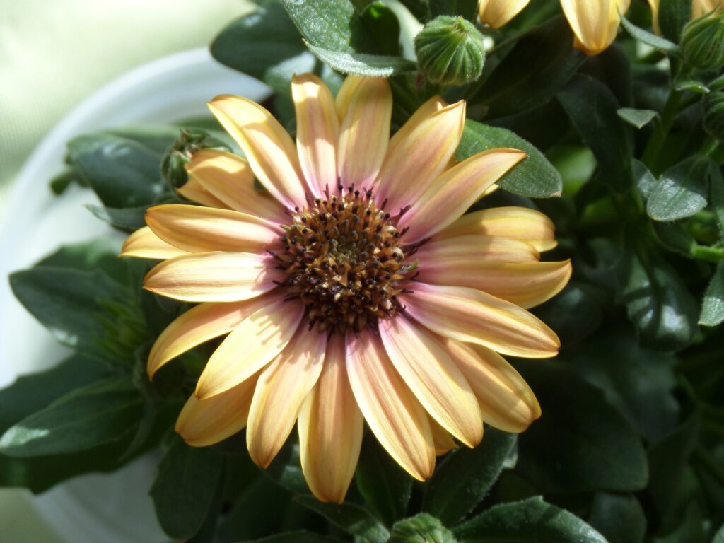 Margeriten gelbe Blätter - was tun? - Gartenakademien