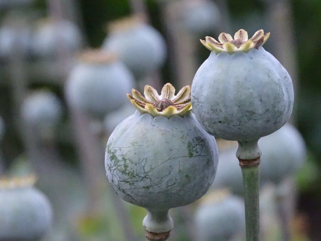 Mohnsamen: Von der Aussaat bis zur Ernte - Gartenakademien